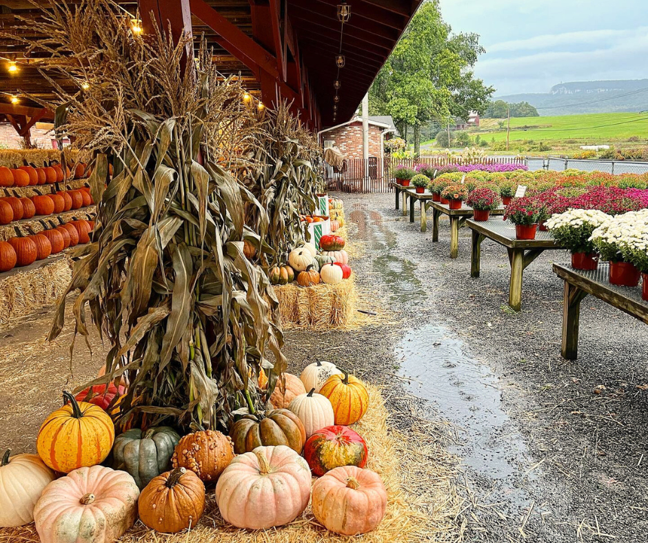 Down on the Farm Pumpkin Patches